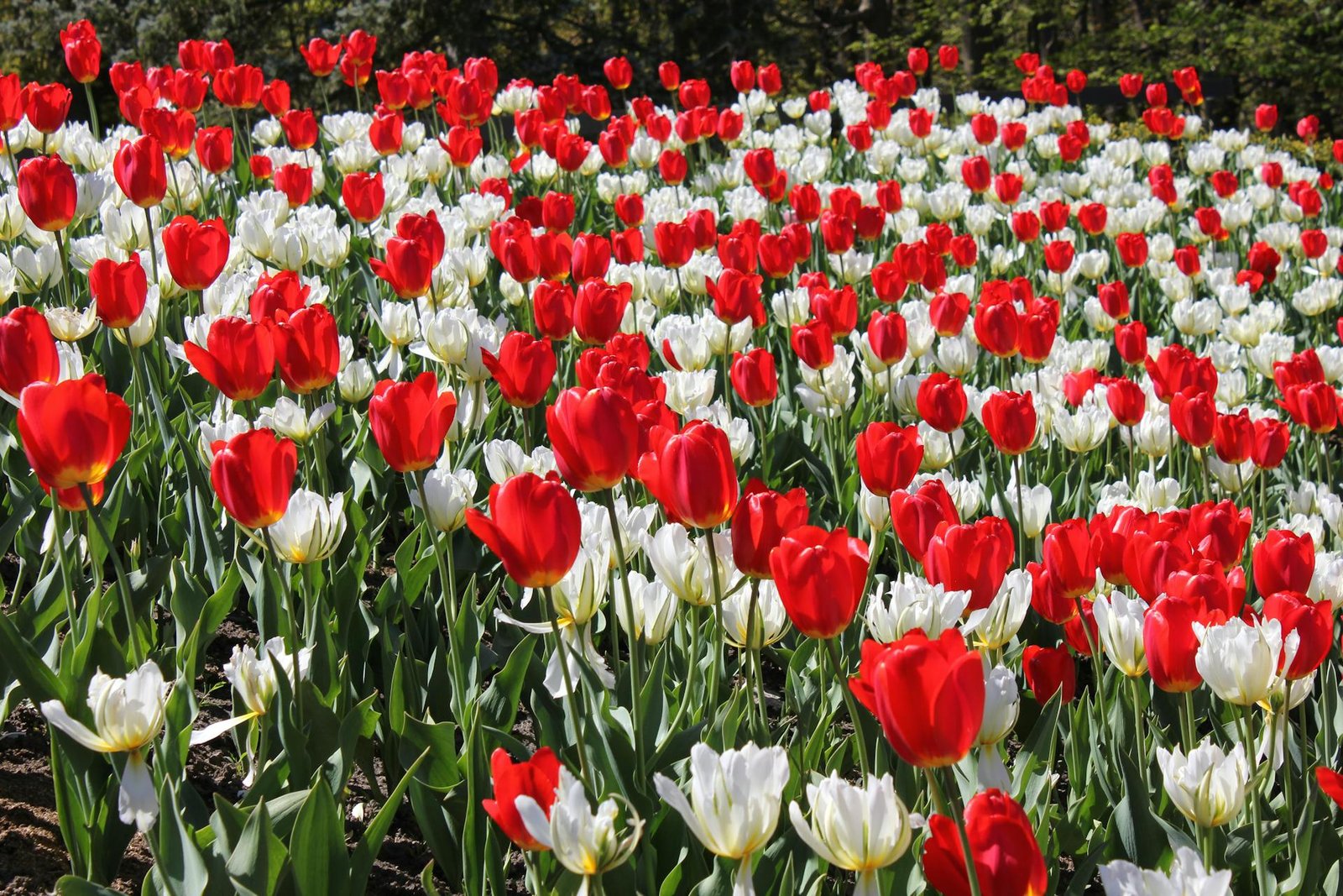 Unforgettable U-Pick Tulip Farms in Ontario