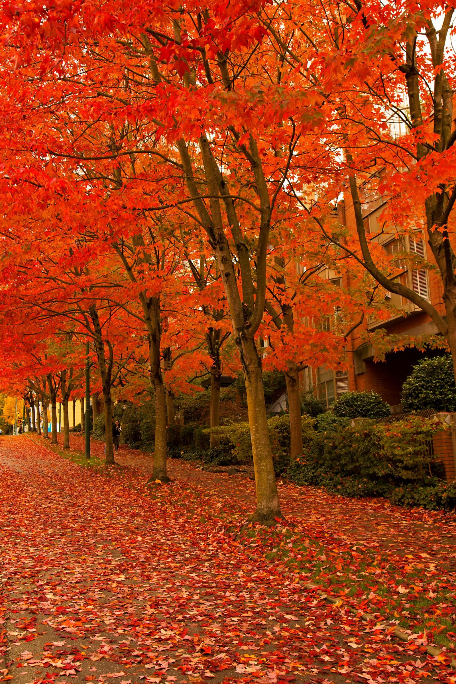 The Best Time & Places to See Fall Colors in Ontario