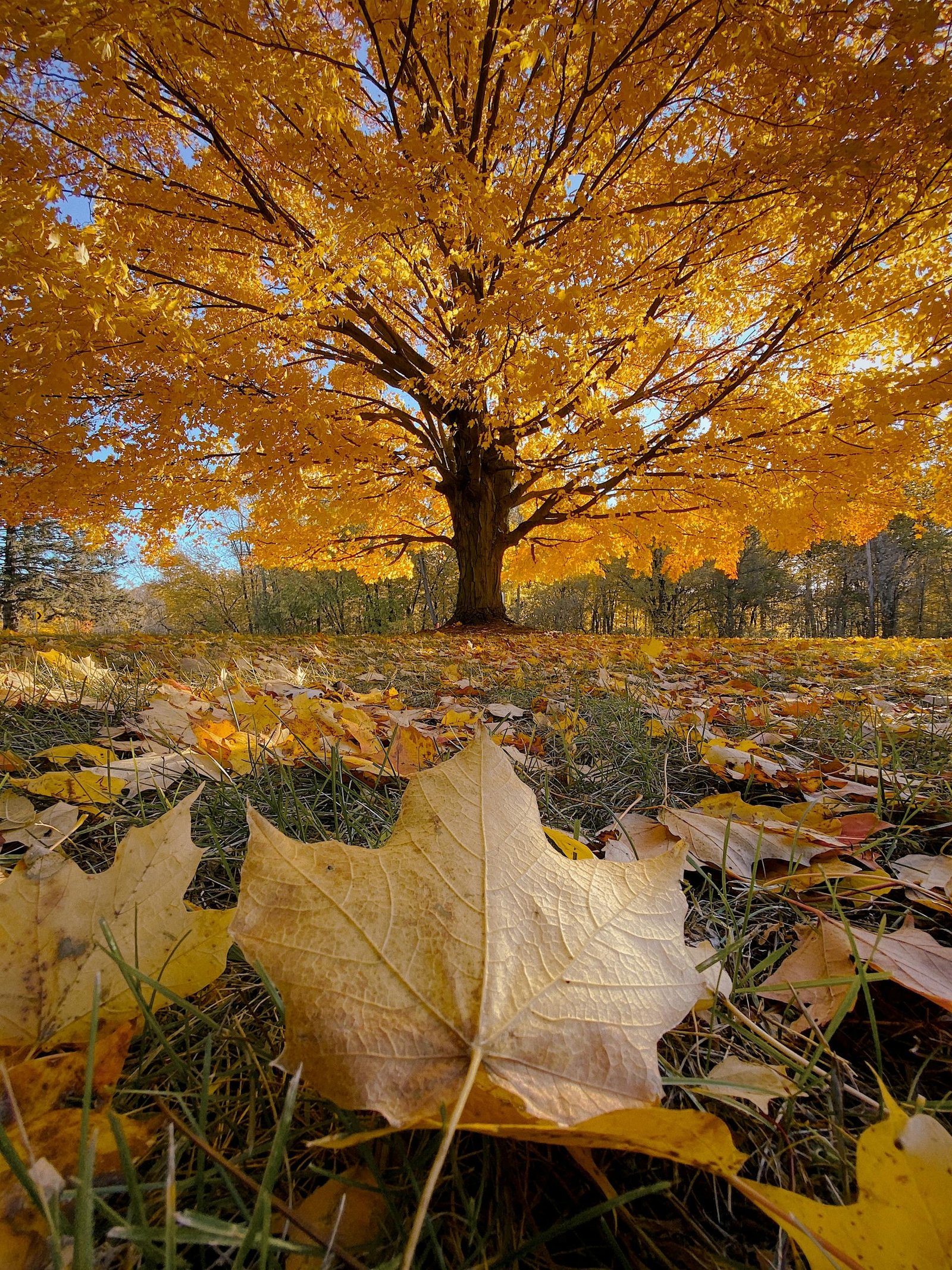 The Best Time & Places to See Fall Colors in Ontario